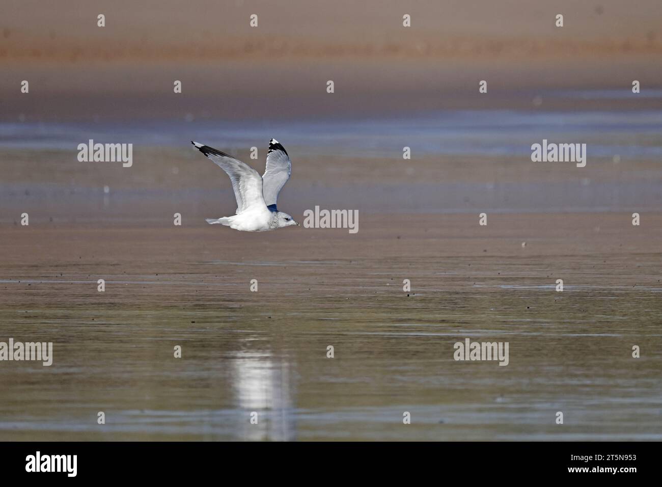 Common Gull in flight in winter plumage at John Muir Country Park East ...