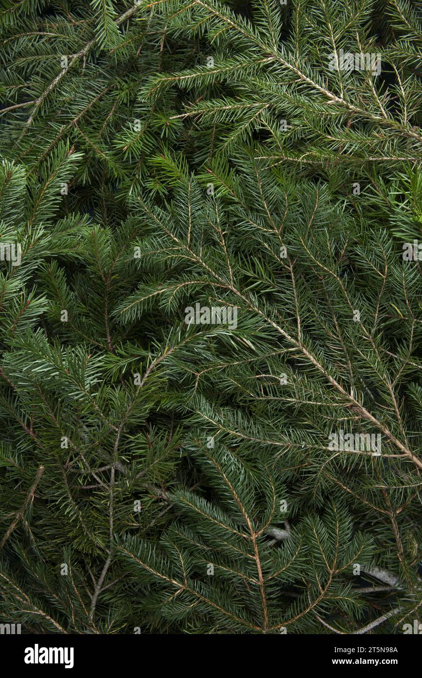 zoom on a pile of fir branches. Texture for graphic resource Stock ...