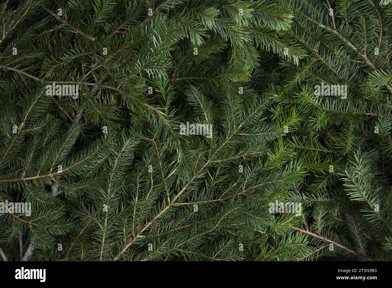 zoom on a pile of fir branches. Texture for graphic resource Stock ...