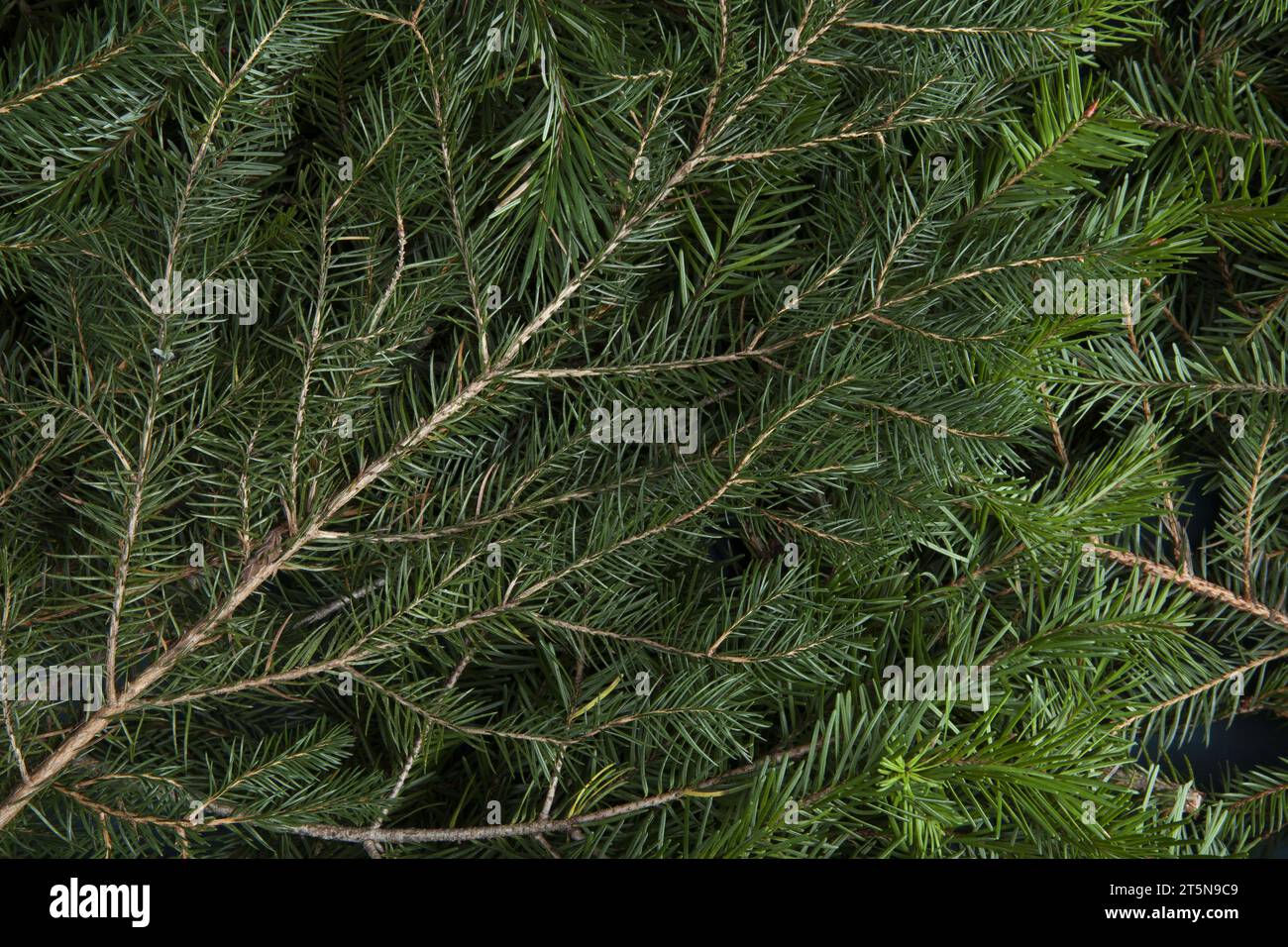 zoom on a pile of fir branches. Texture for graphic resource Stock ...