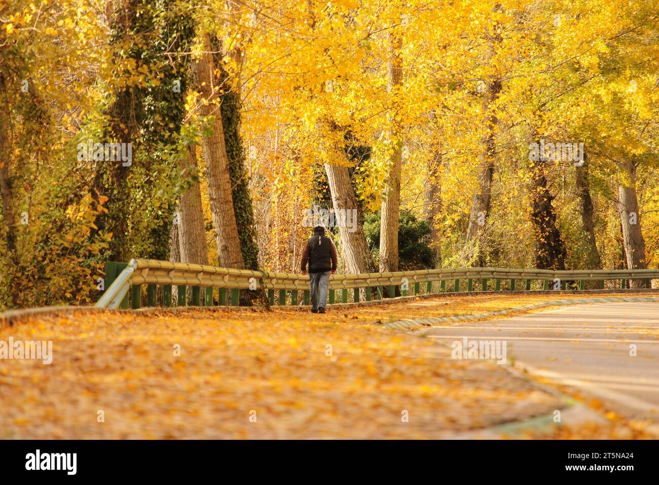 Arbol arboles bosque naturaleza hi-res stock photography and images - Alamy