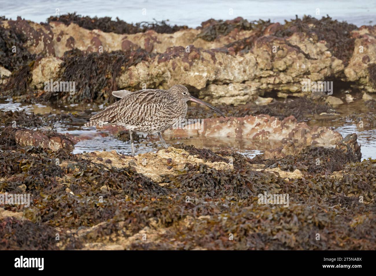 Eurasian Curlew on seaweed covered rocks at Barns ness East Lothian ...