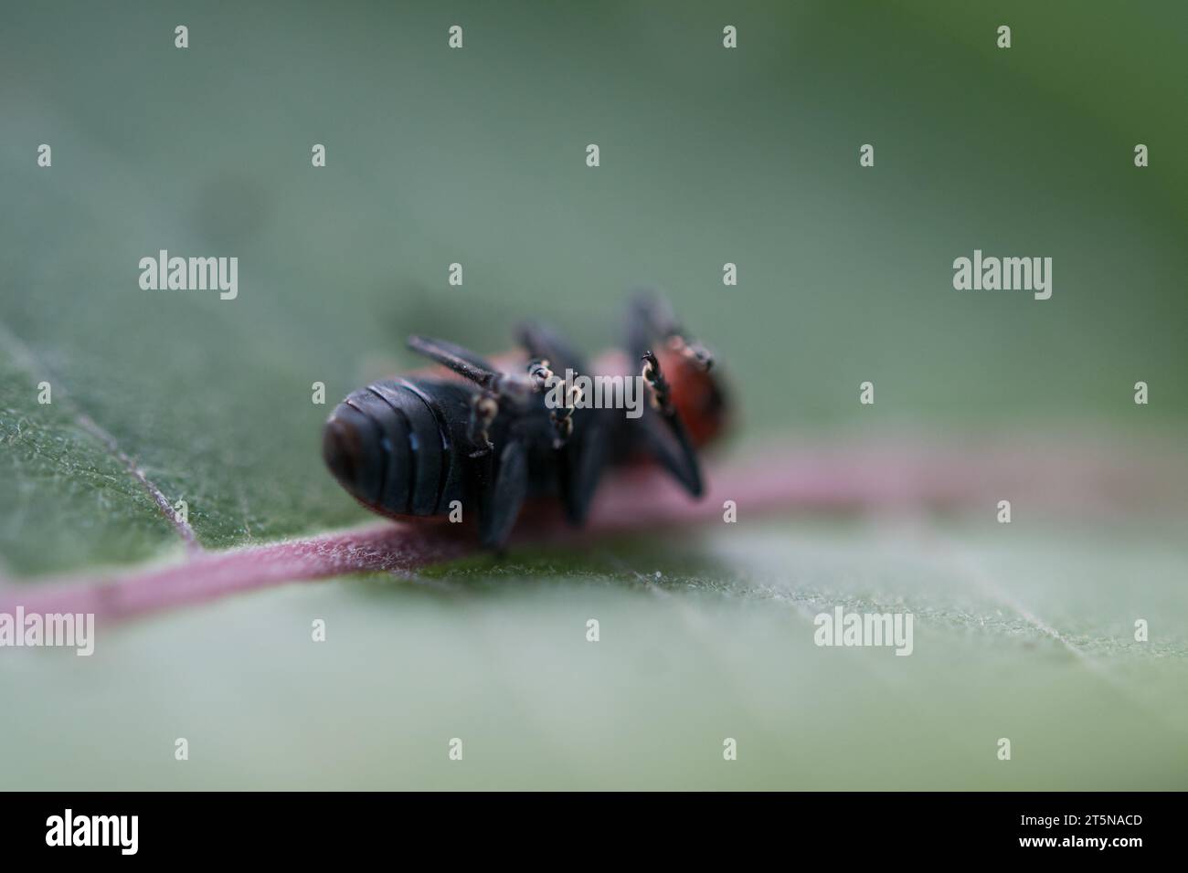 Insect up close hi-res stock photography and images - Alamy
