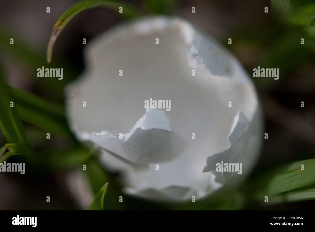 Cracked open egg shell in the woods Stock Photo - Alamy