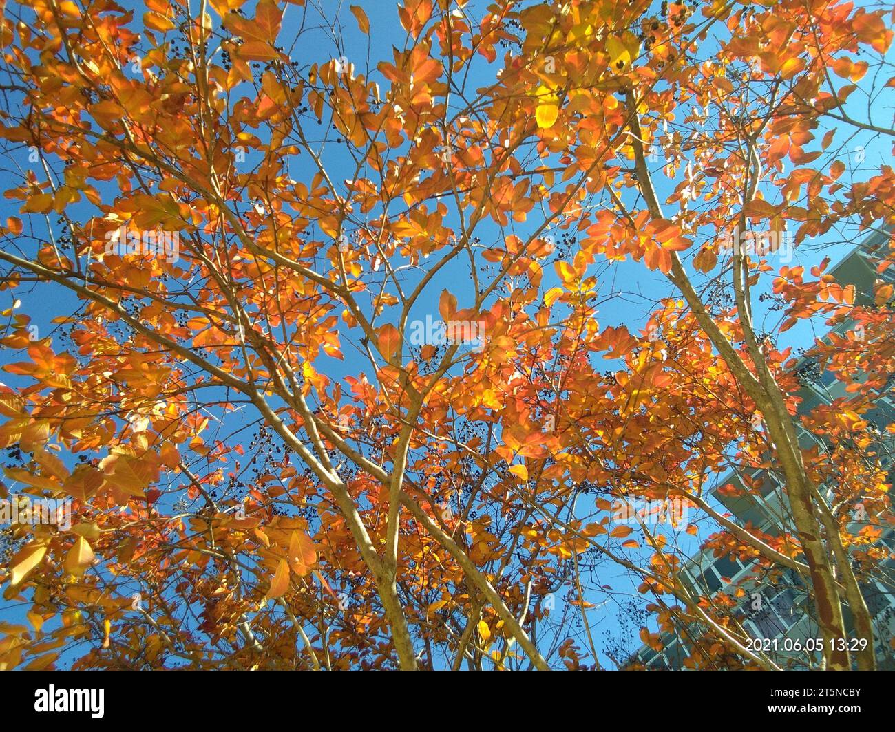 An autumnal tree stands tall with its canopy of vibrant red and orange ...