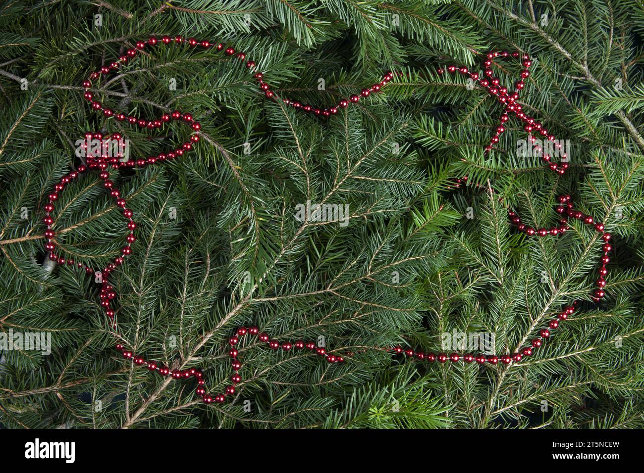 zoom on a pile of fir branches with a frame of bright red pearl garland ...