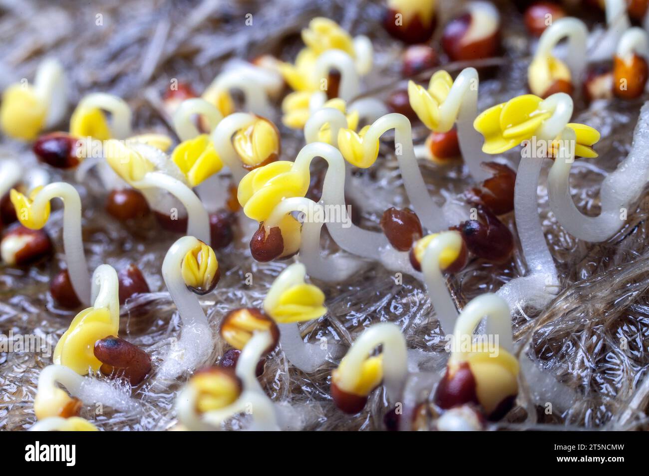 Plant sprouts Mizuna Cresti Salad Radish Arugula Turnip as an element ...