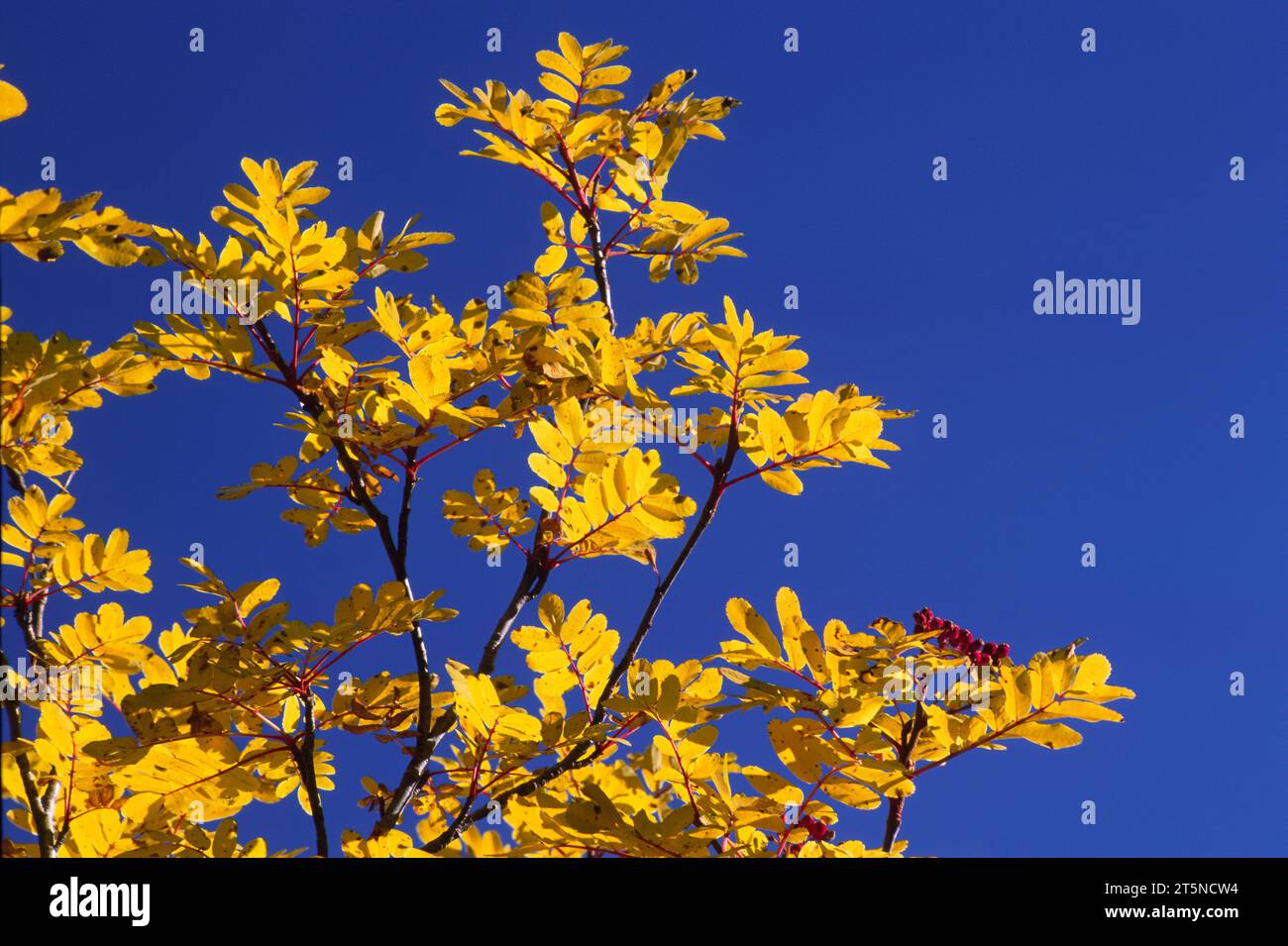 Mountain ash at Paradise, Mt Rainier National Park, Washington Stock ...