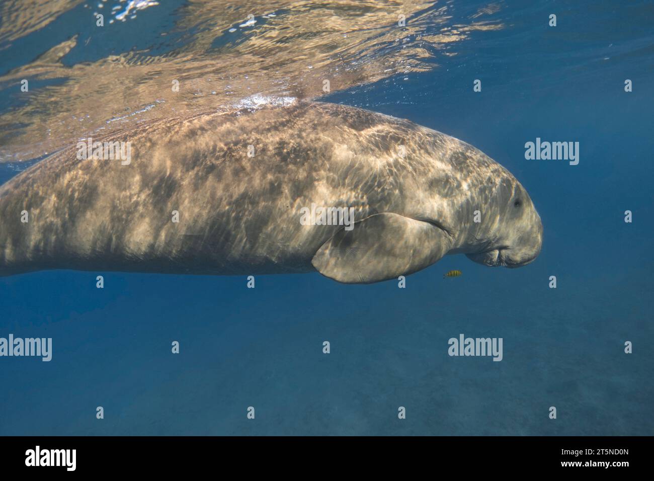 Dugong (Dugong dugon) swimming in the ocean. Sea cow Stock Photo - Alamy