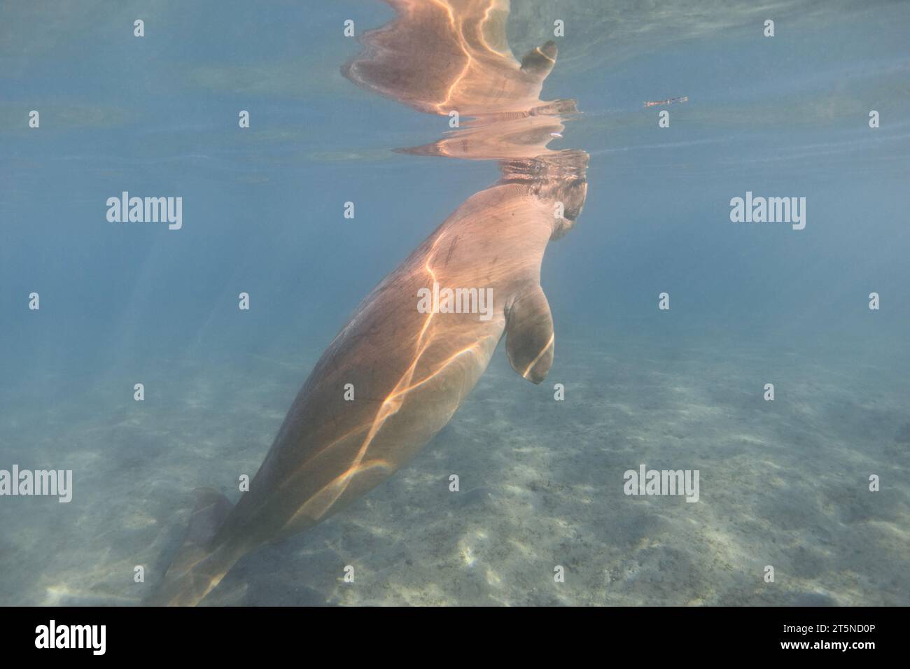 Dugong (Dugong dugon) in the shallow sea water. Sea cow Stock Photo - Alamy