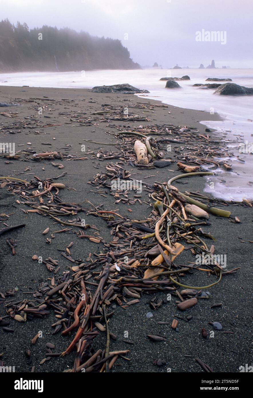 Third Beach, Olympic National Park, Washington Stock Photo - Alamy