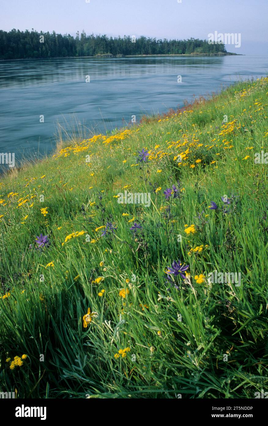 Wildflower slope on Lighthouse Point Trail, Deception Pass State Park ...