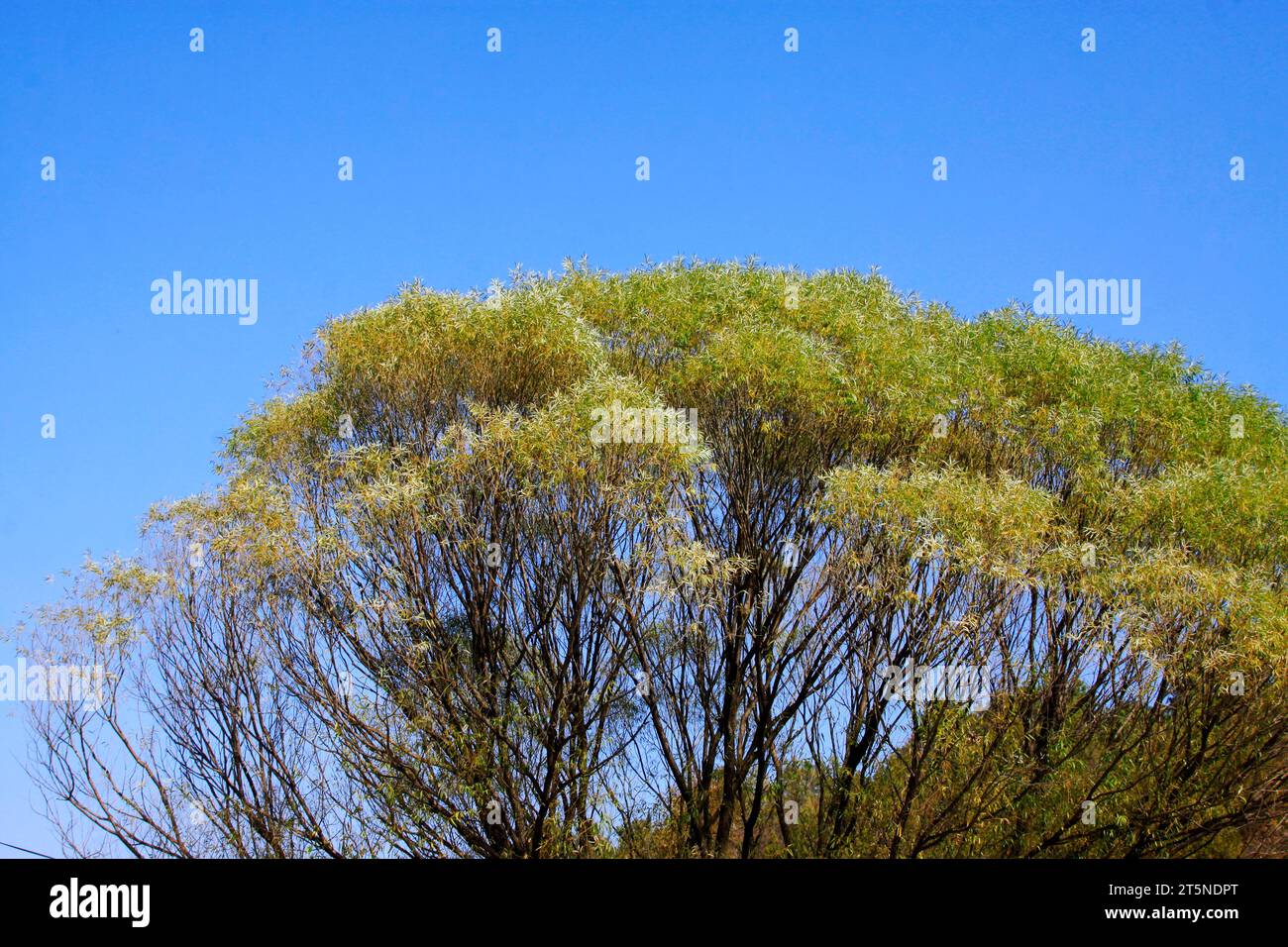 willow tree canopy under the blue sky, closeup of photo Stock Photo - Alamy