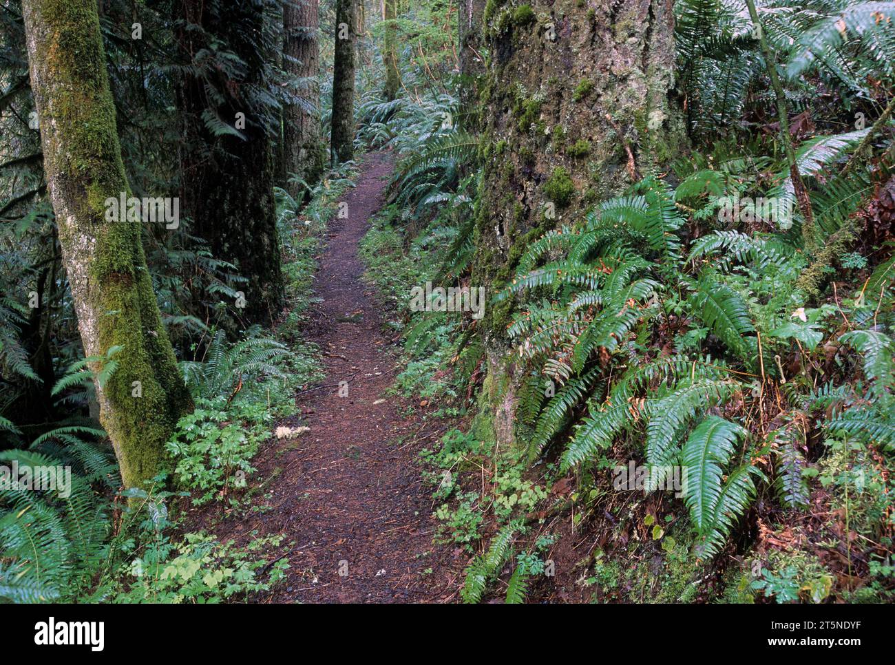 Capitol forest olympia hi-res stock photography and images - Alamy