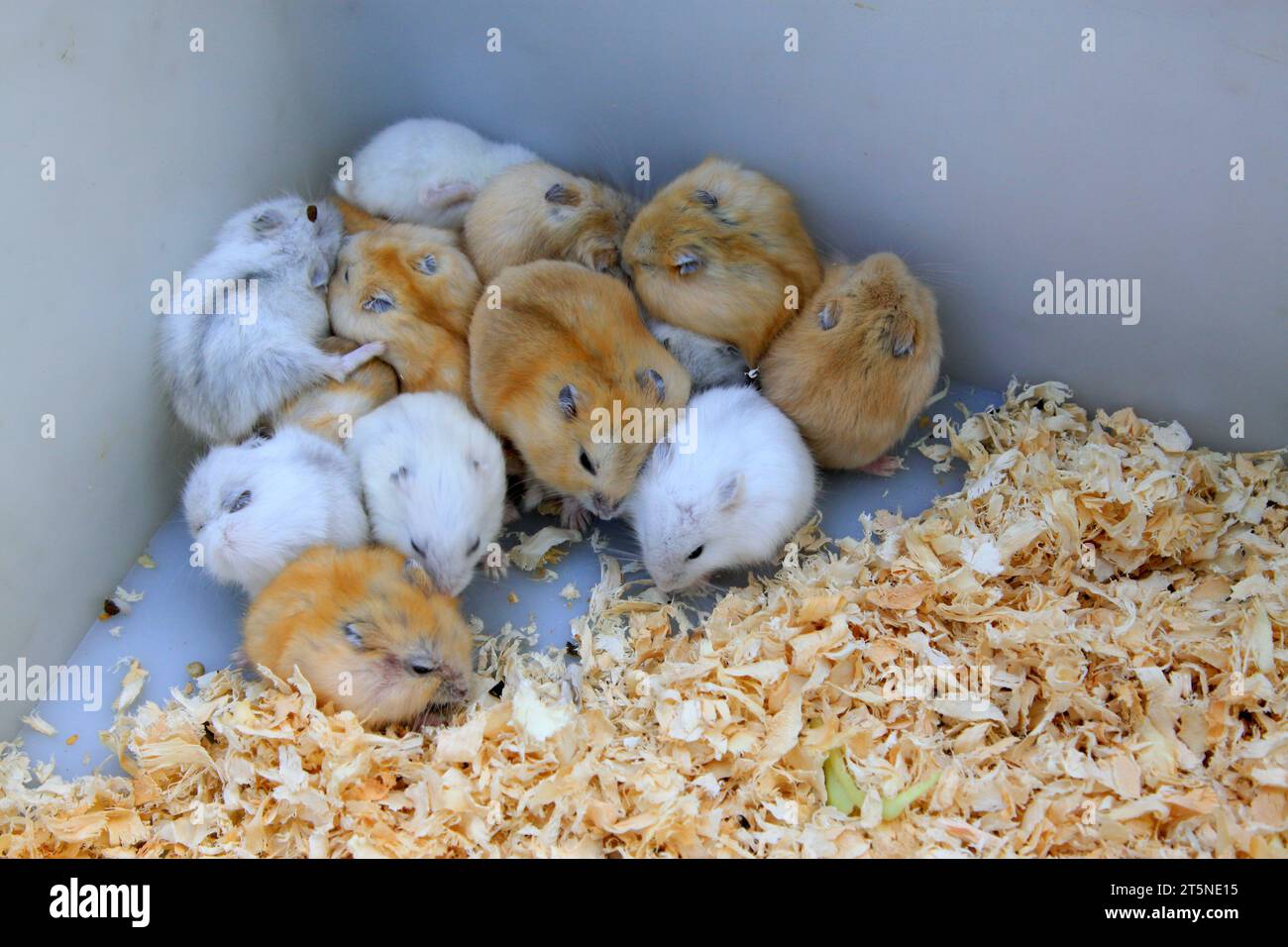 Hamster in box hi-res stock photography and images - Alamy