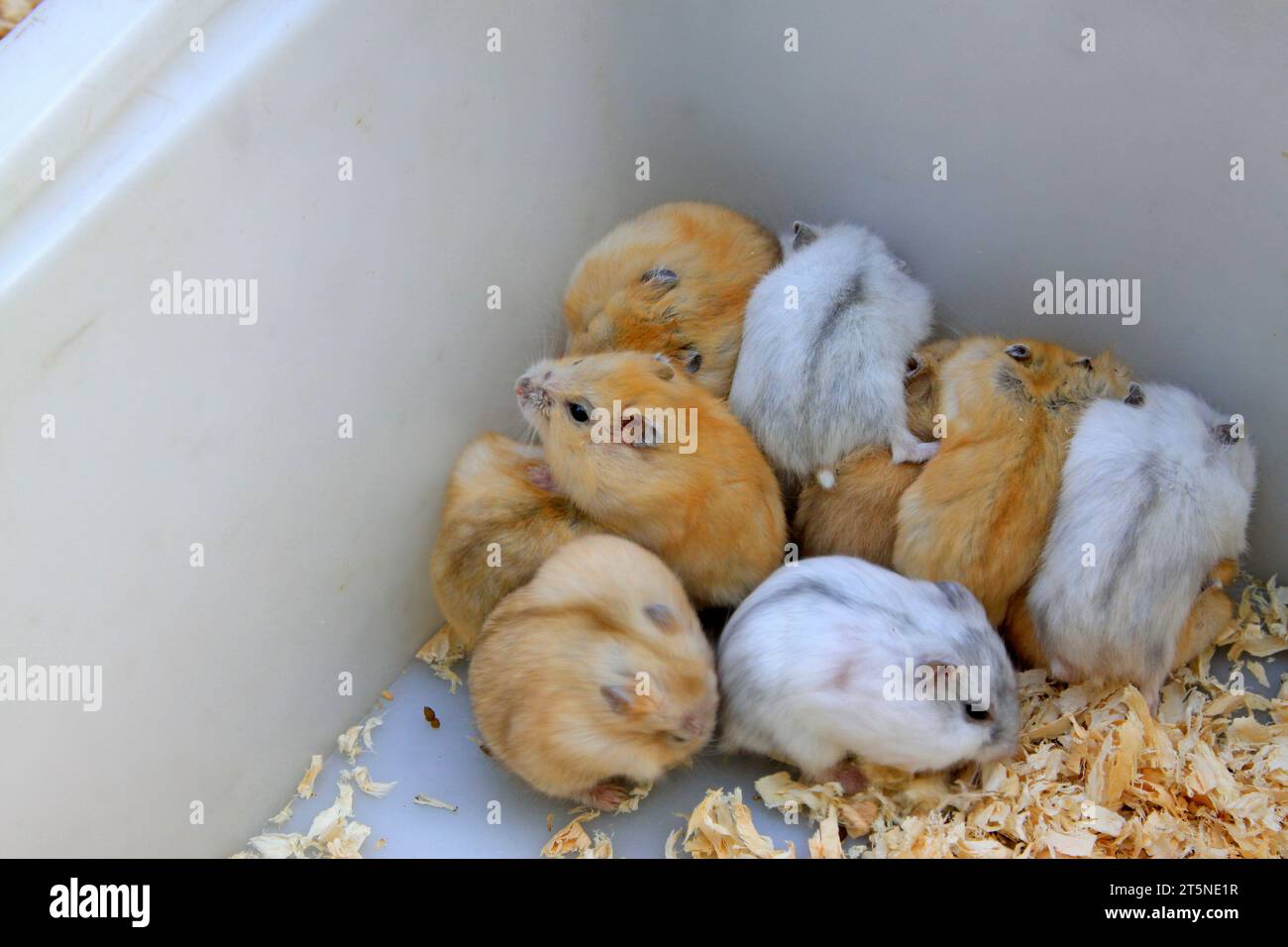Hamster in box hi-res stock photography and images - Alamy