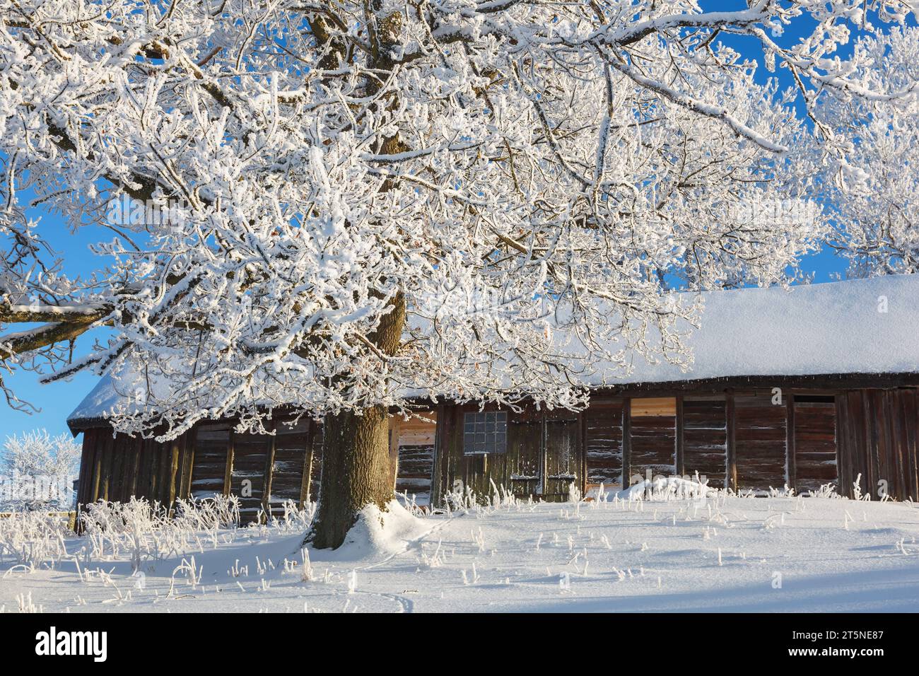 Oak tree old farm building hi-res stock photography and images - Alamy