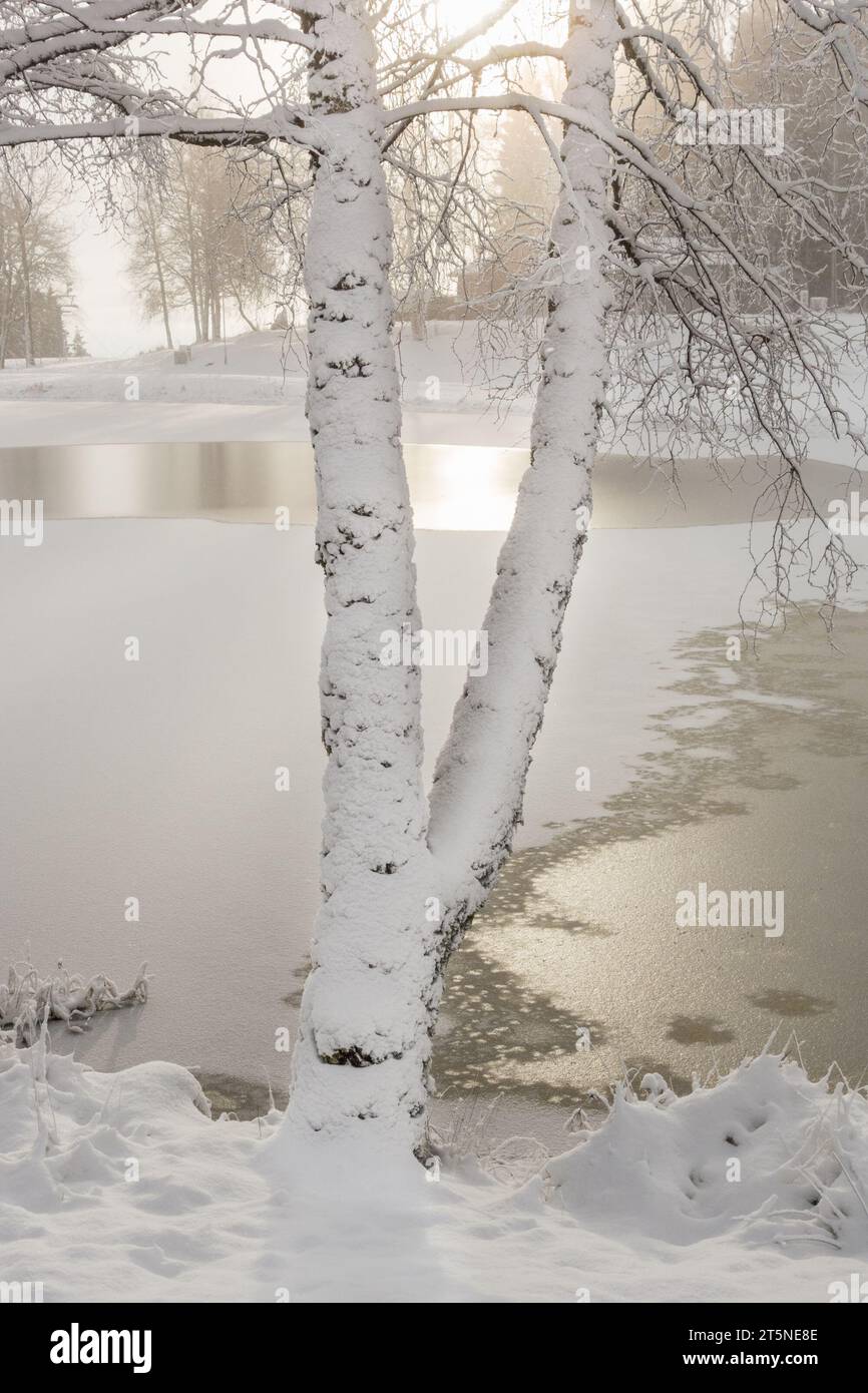 Frozen birch twigs covered with white hoarfrost hi-res stock ...