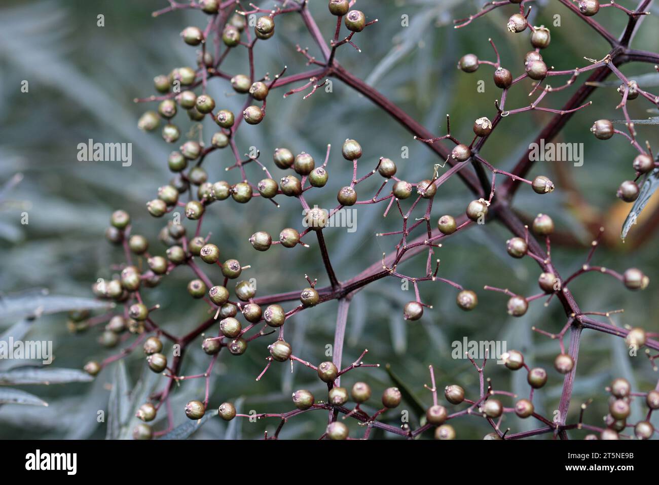Ornamental black elder, Sambucus nigra of unknown variety, fruits in ...
