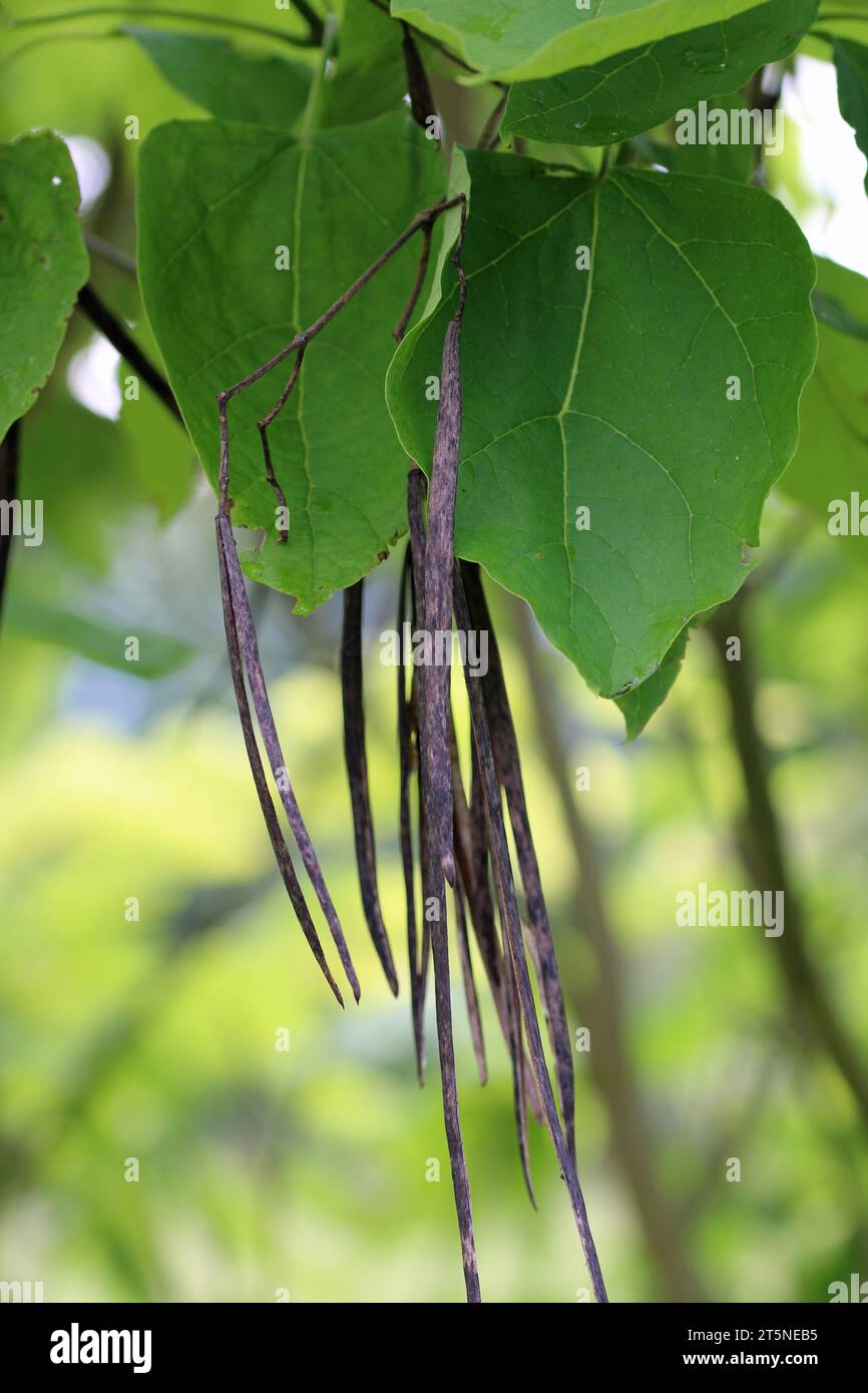 Indian bean tree, Catalpa bignonioides, seed pods in close up with a ...