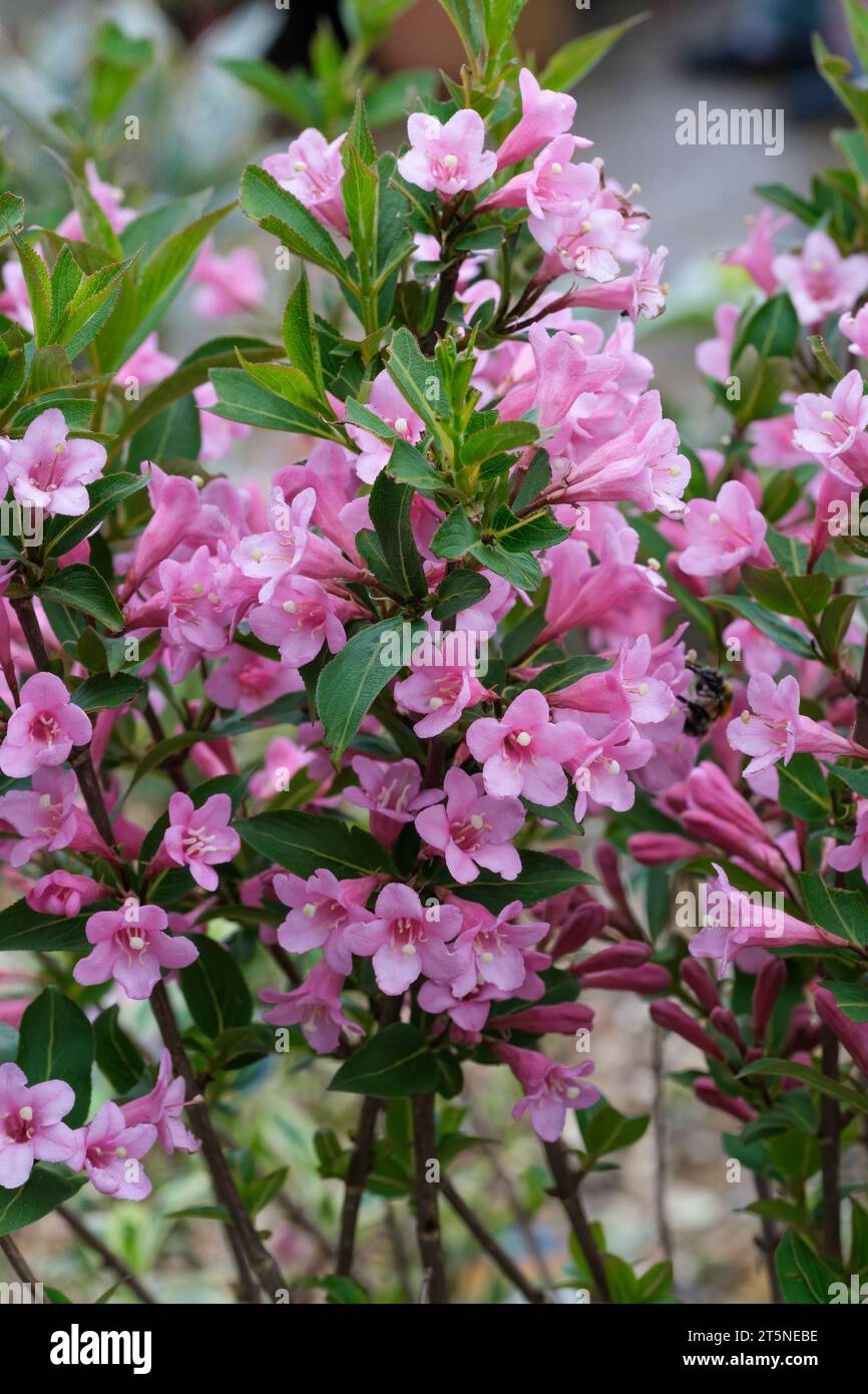 Weigela Plangen, Weigela Pink Poppet, Weigela florida Pink Poppet, soft ...