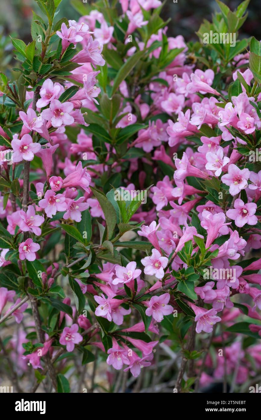 Weigela Plangen, Weigela Pink Poppet, Weigela florida Pink Poppet, soft ...