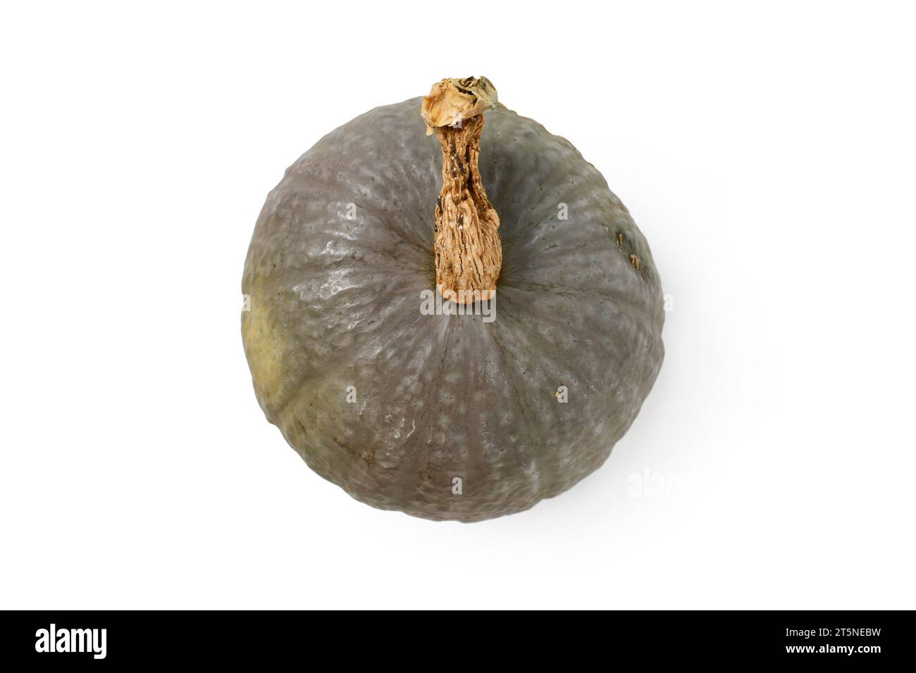 Top view of blue Kuri squash on white background Stock Photo - Alamy