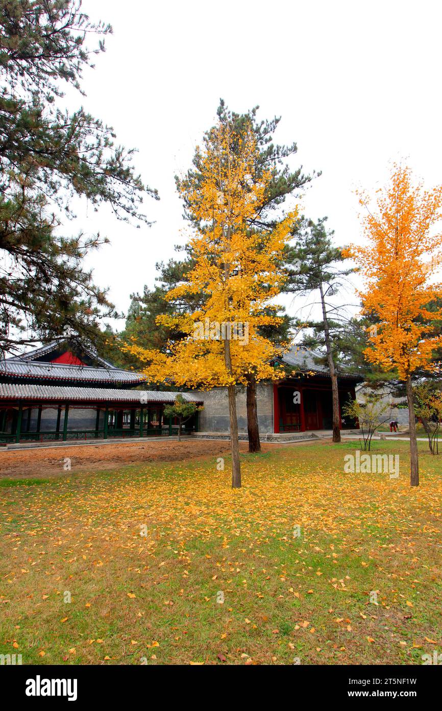 Old ginkgo trees yellow hi-res stock photography and images - Alamy