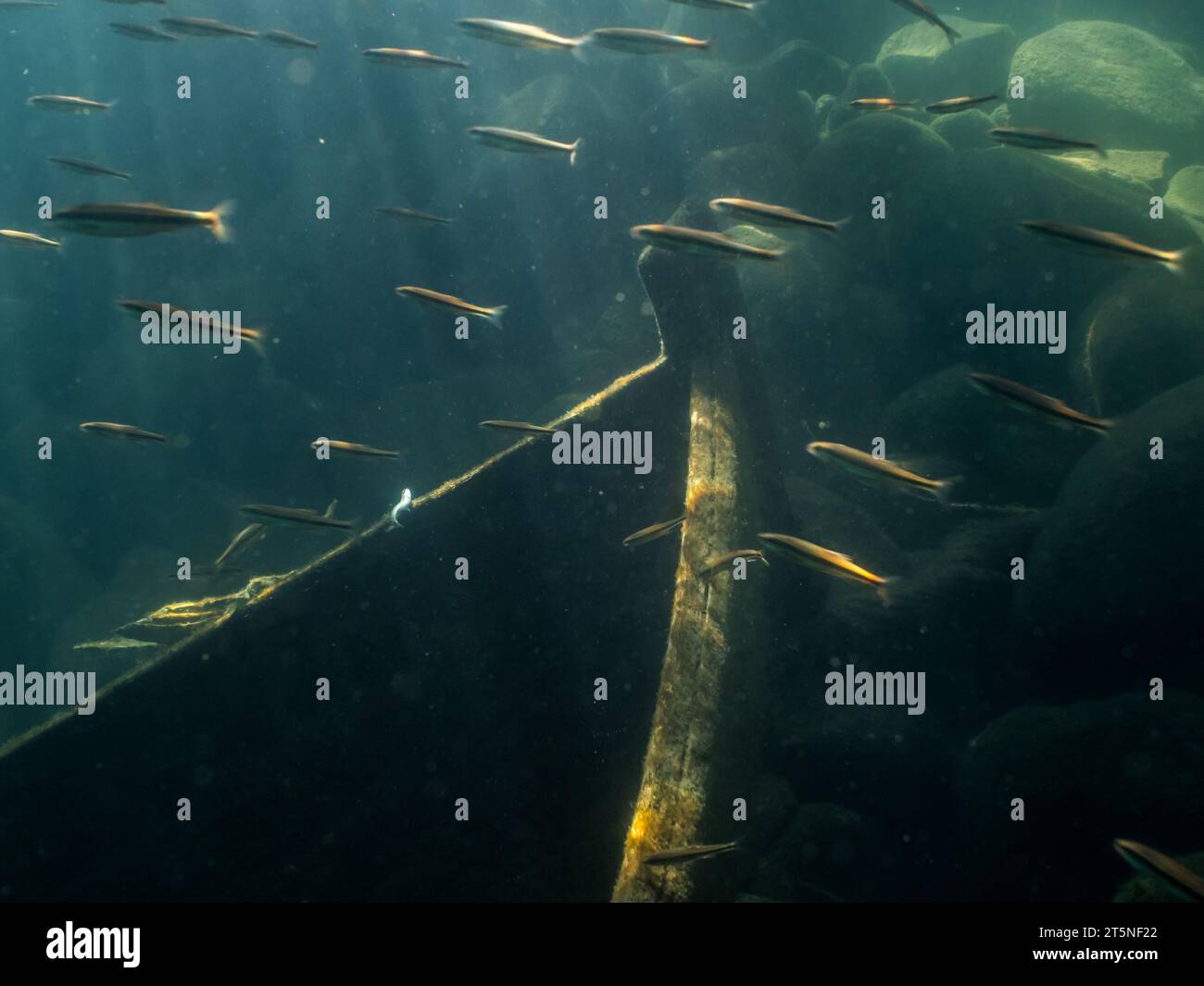 School of common minnow fish swimming by sunken rowboat Stock Photo - Alamy