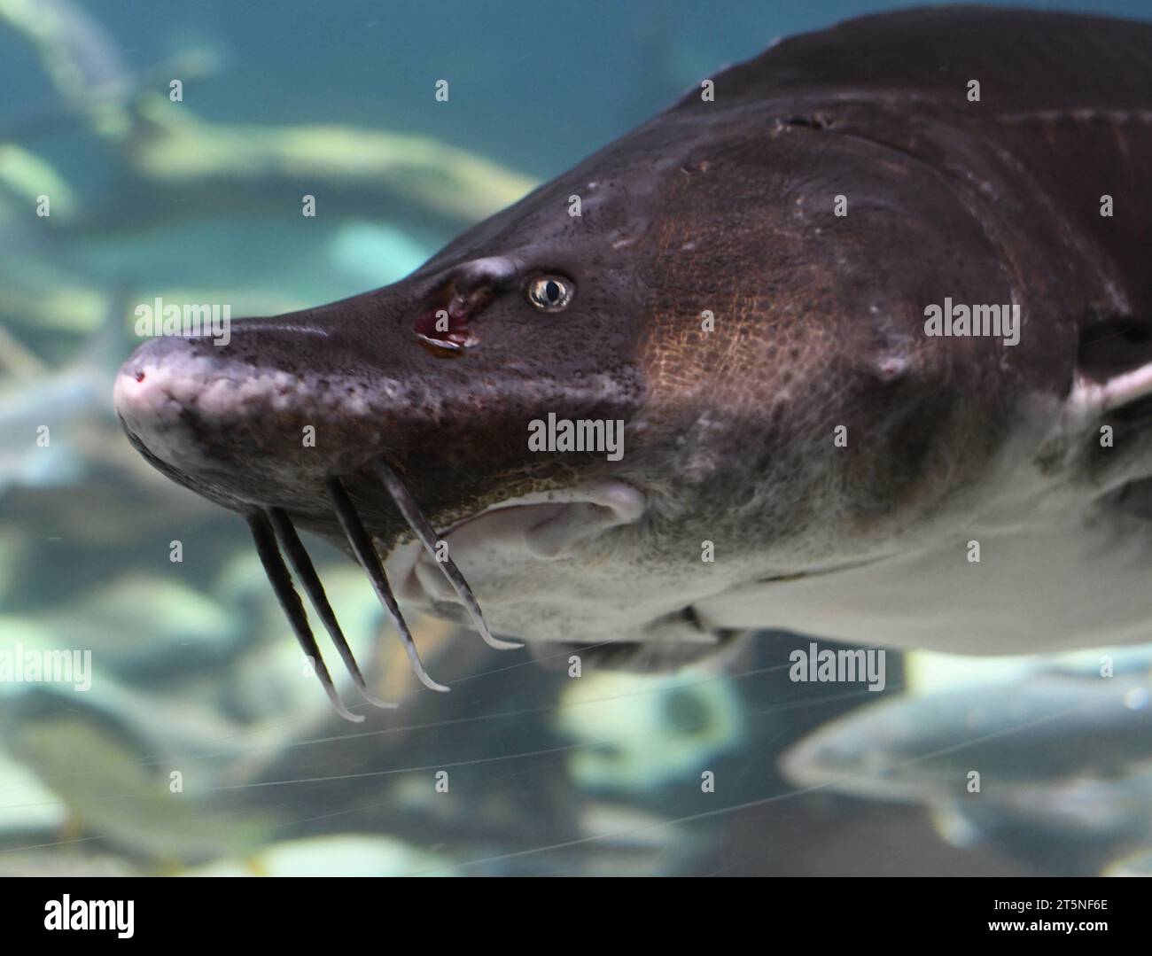 Atlantischer Stoer . Die Knochenfische sind die groessten ...