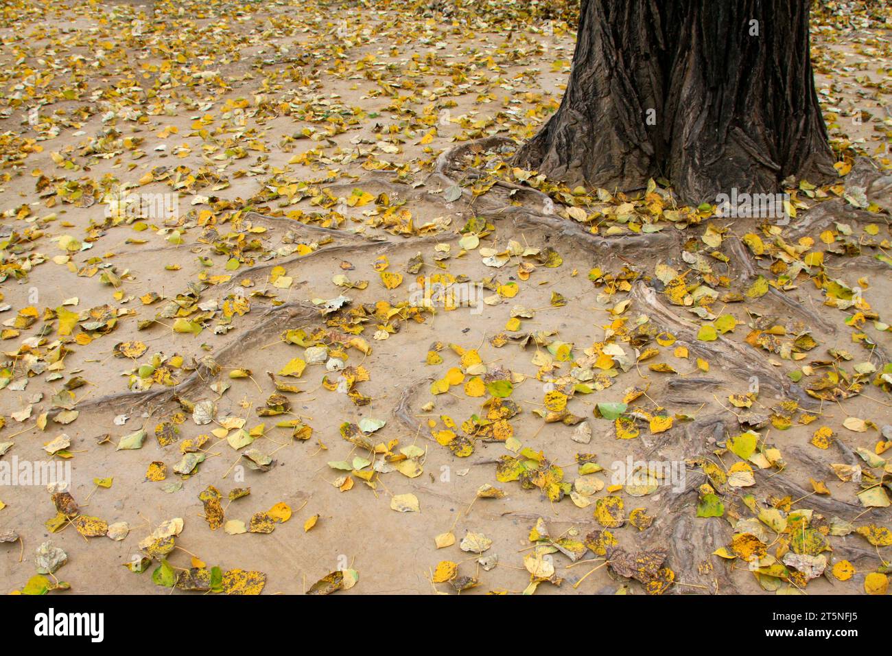 leaves and roots on the ground Stock Photo - Alamy