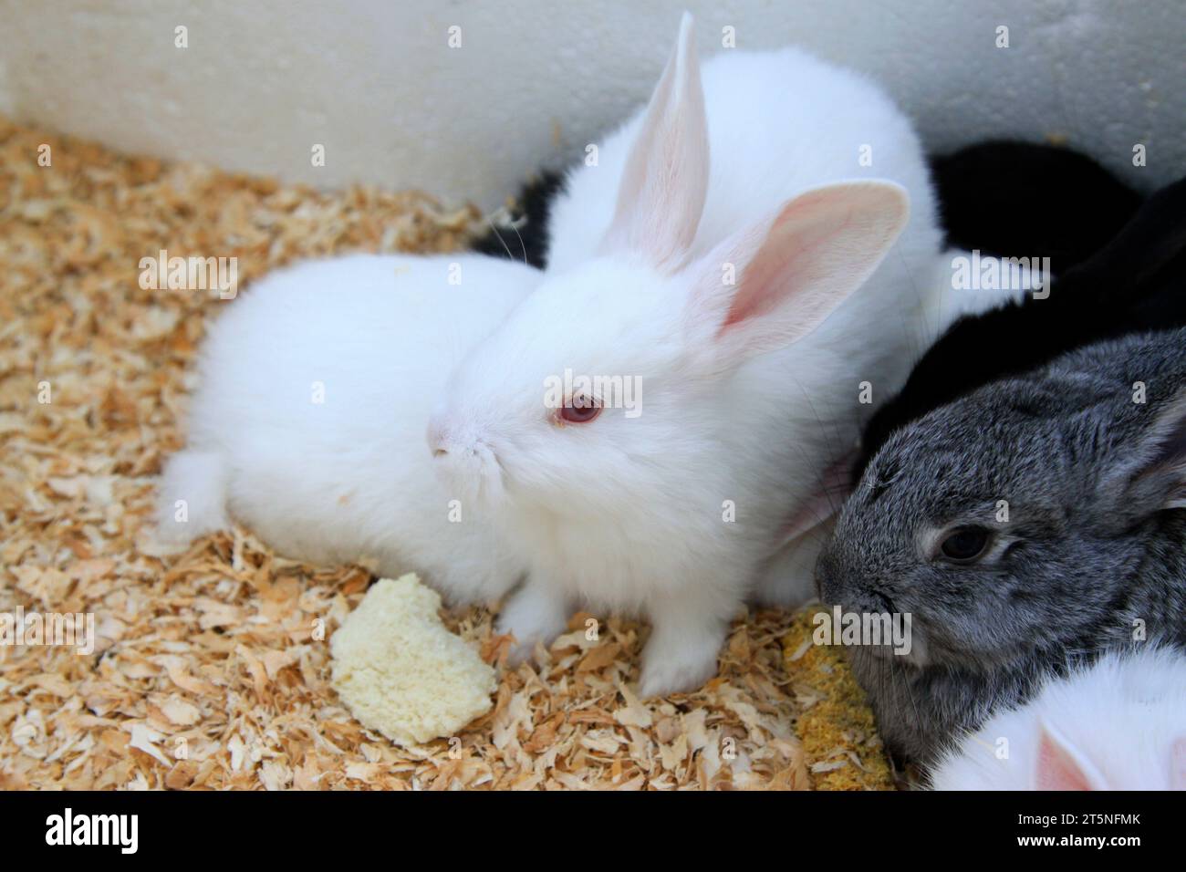 Rabbit domestication hi-res stock photography and images - Alamy
