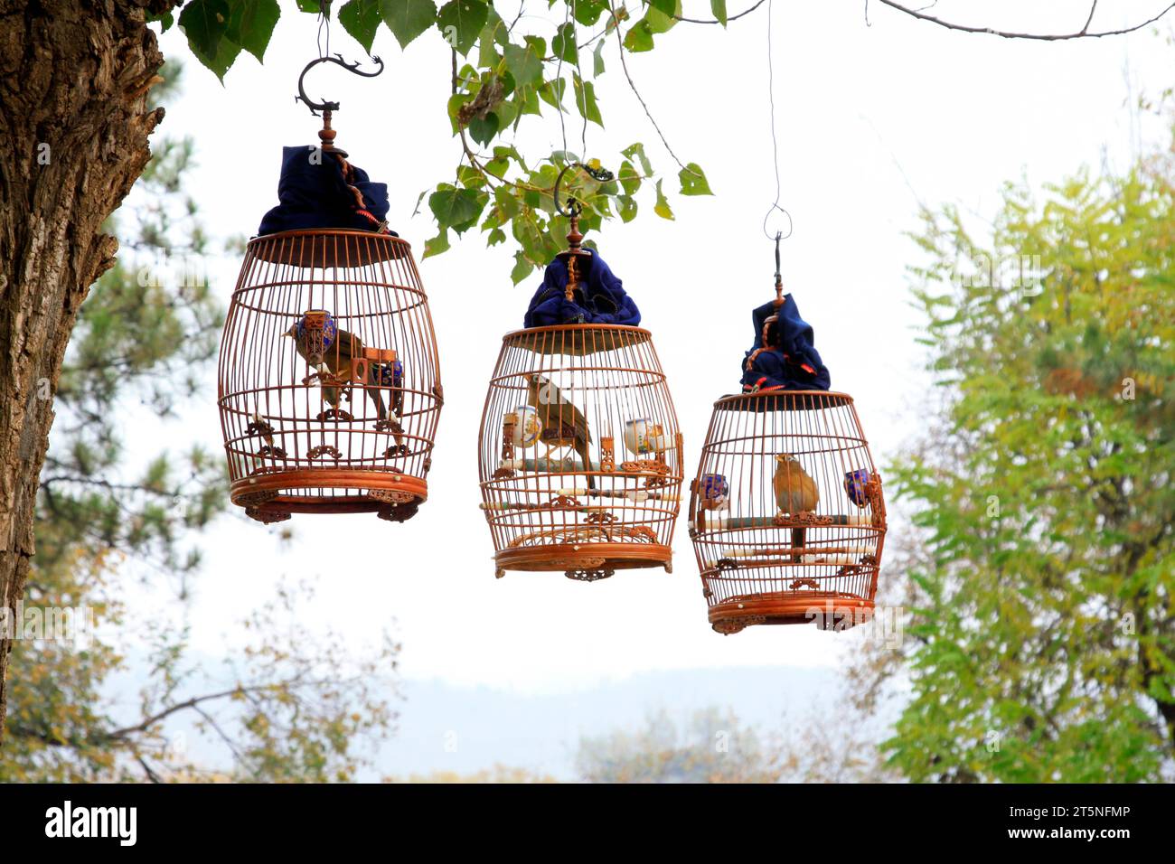 Tree bondage hi-res stock photography and images - Alamy
