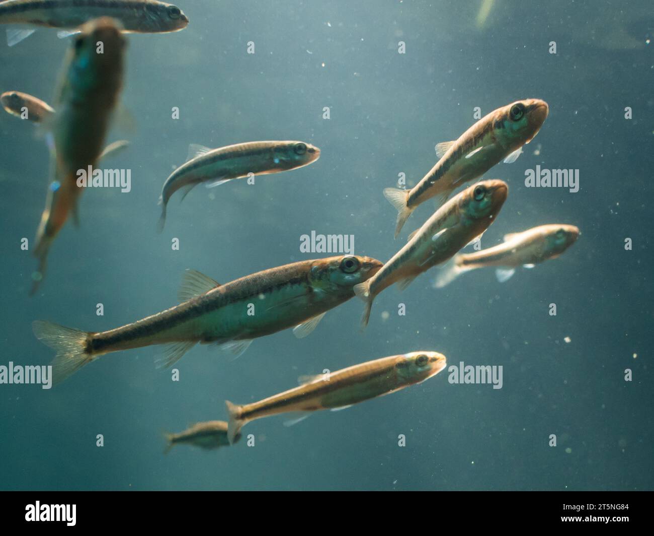 Group of common minnow fish swimming underwater Stock Photo - Alamy