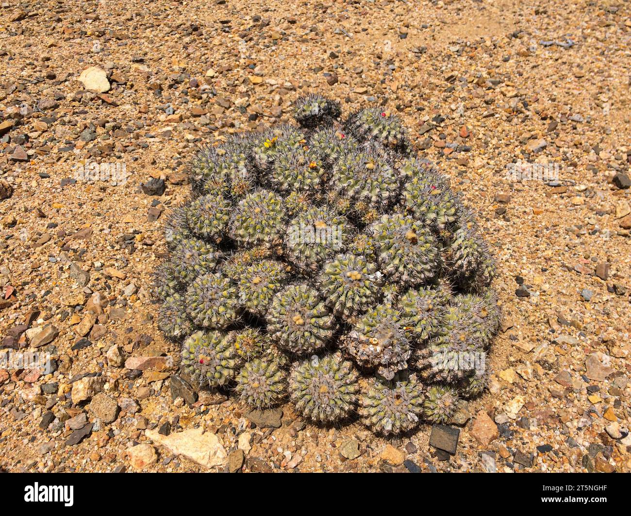 Copiapoa Cinerea cactus in its natural habitat near Antofagasta, Chile ...