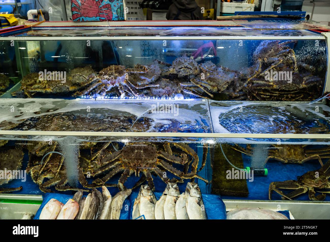 Alive king crab inside the tank at seafood market Stock Photo - Alamy