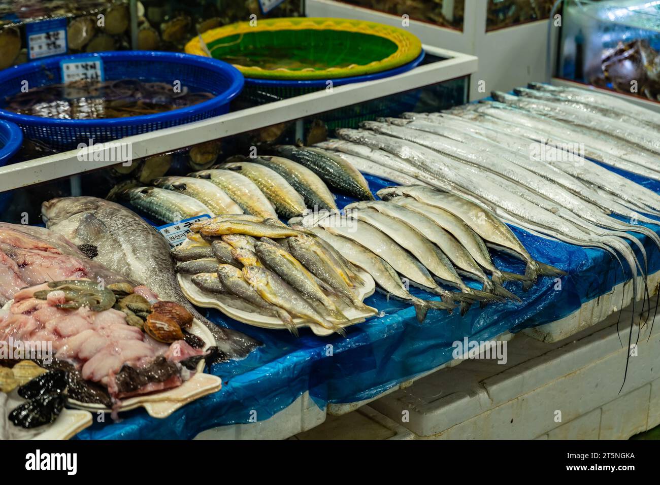 Various types of fish on display at the fish market Stock Photo - Alamy