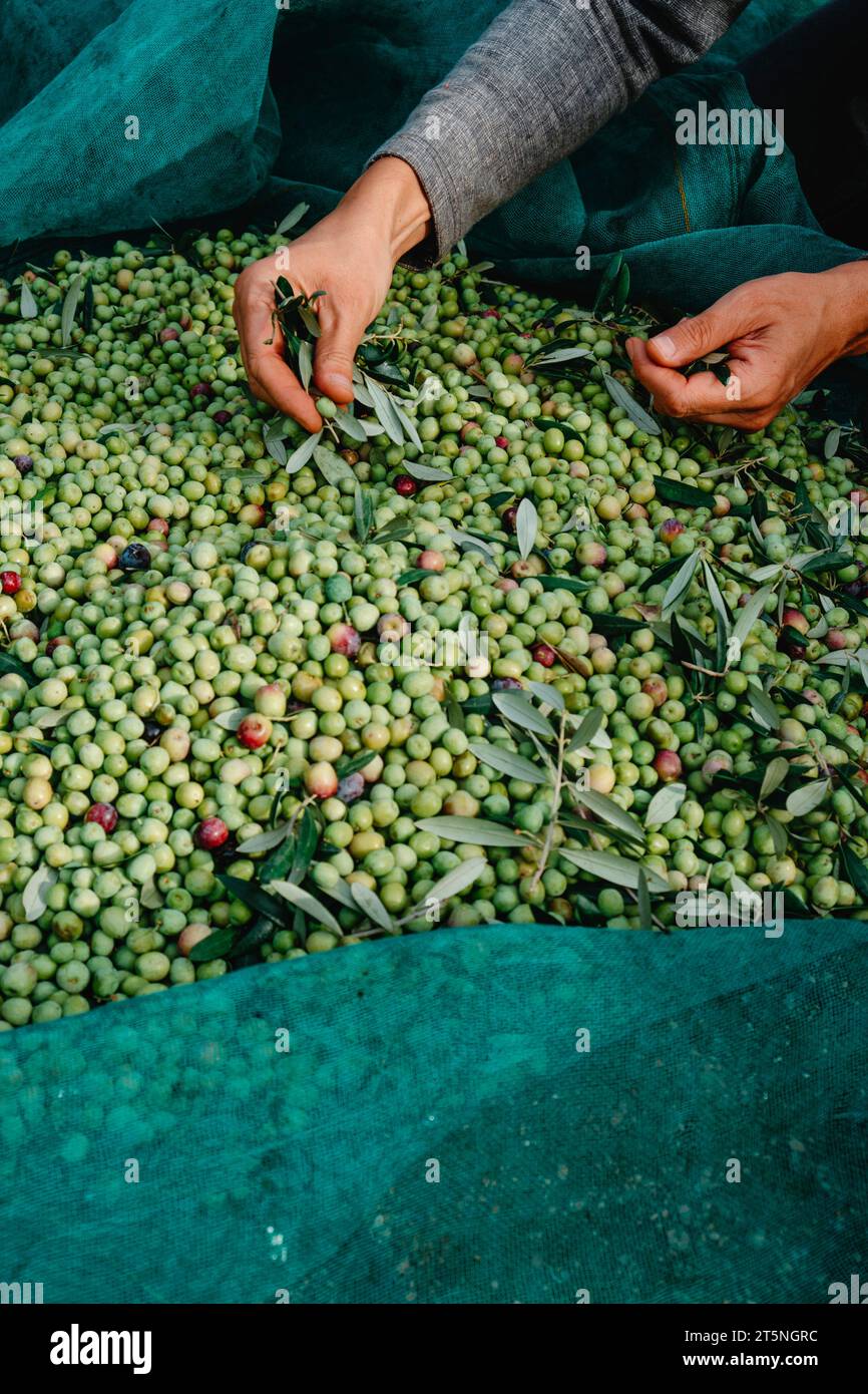 Olive growers hi-res stock photography and images - Alamy