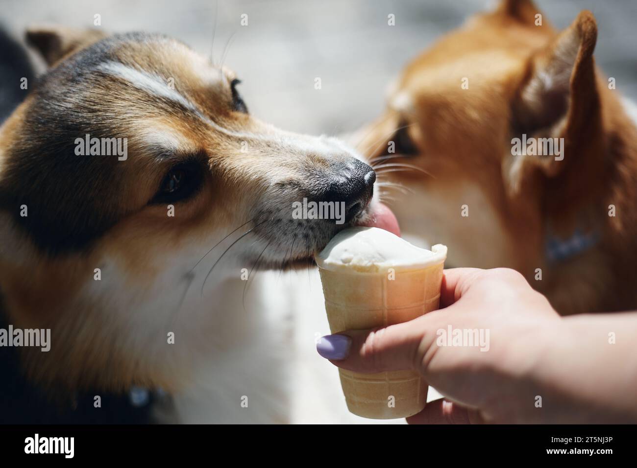 Corgi licking an ice cream. Cute Pembroke Welsh Corgi dog eating a ...