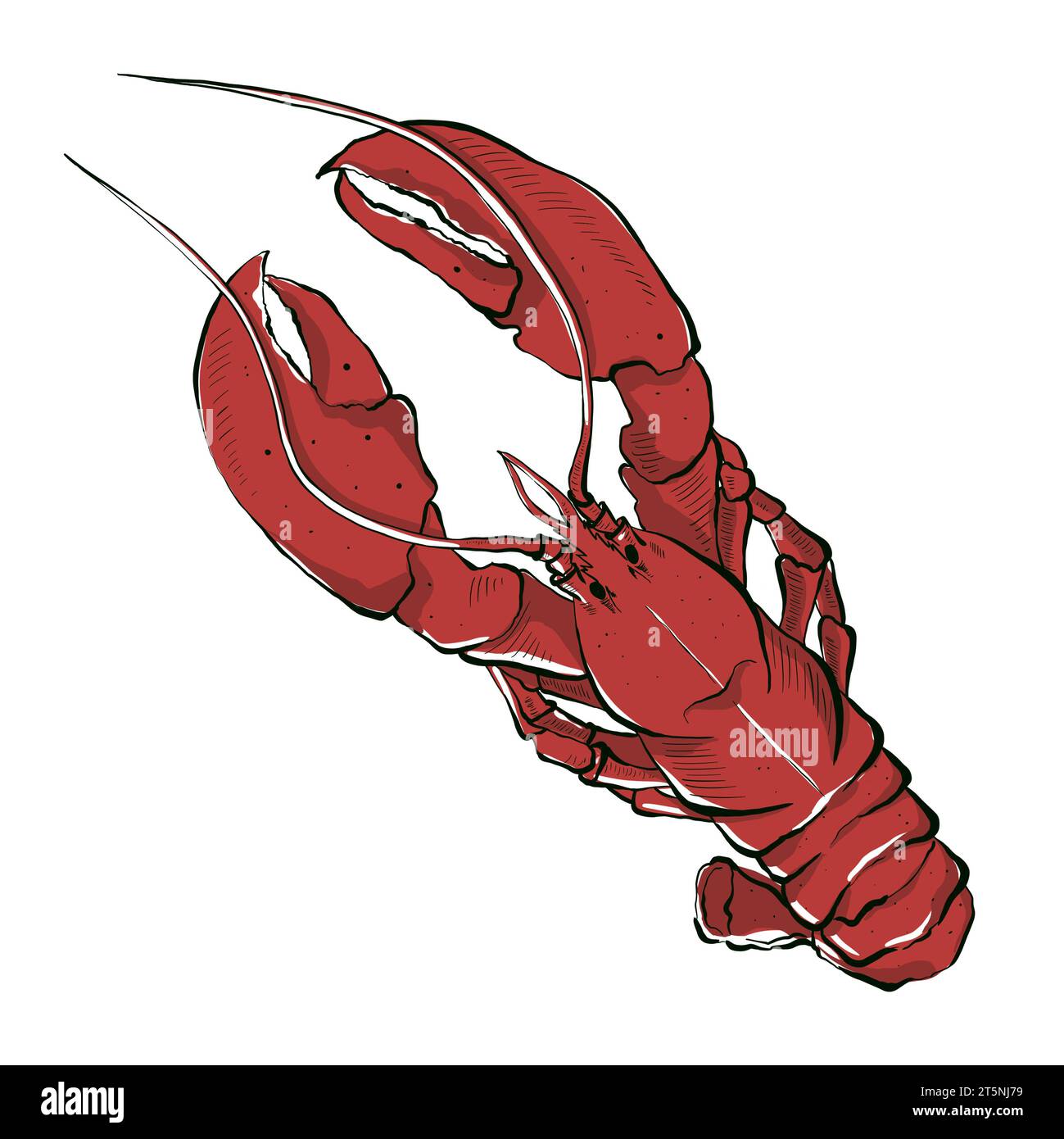 Red lobster in sketch style. Hand drawn illustration, isolated on white ...