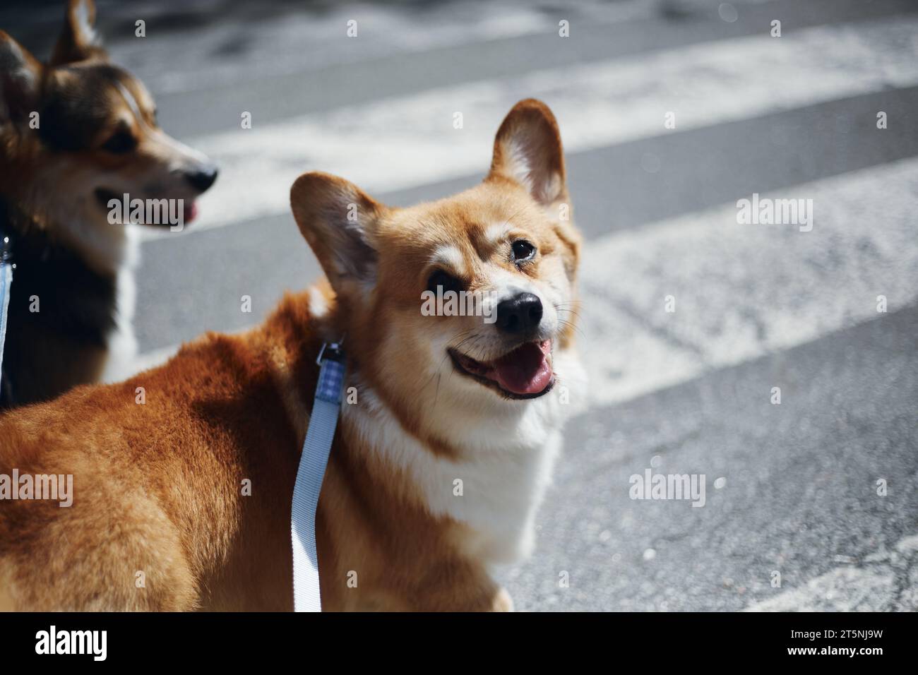 Cute corgi looking in camera. Portrait of adorable Pembroke Welsh Corgi ...