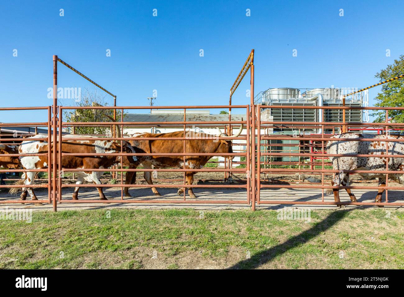 cattle in a metal cage with direction stable in Fort Worth at stock ...