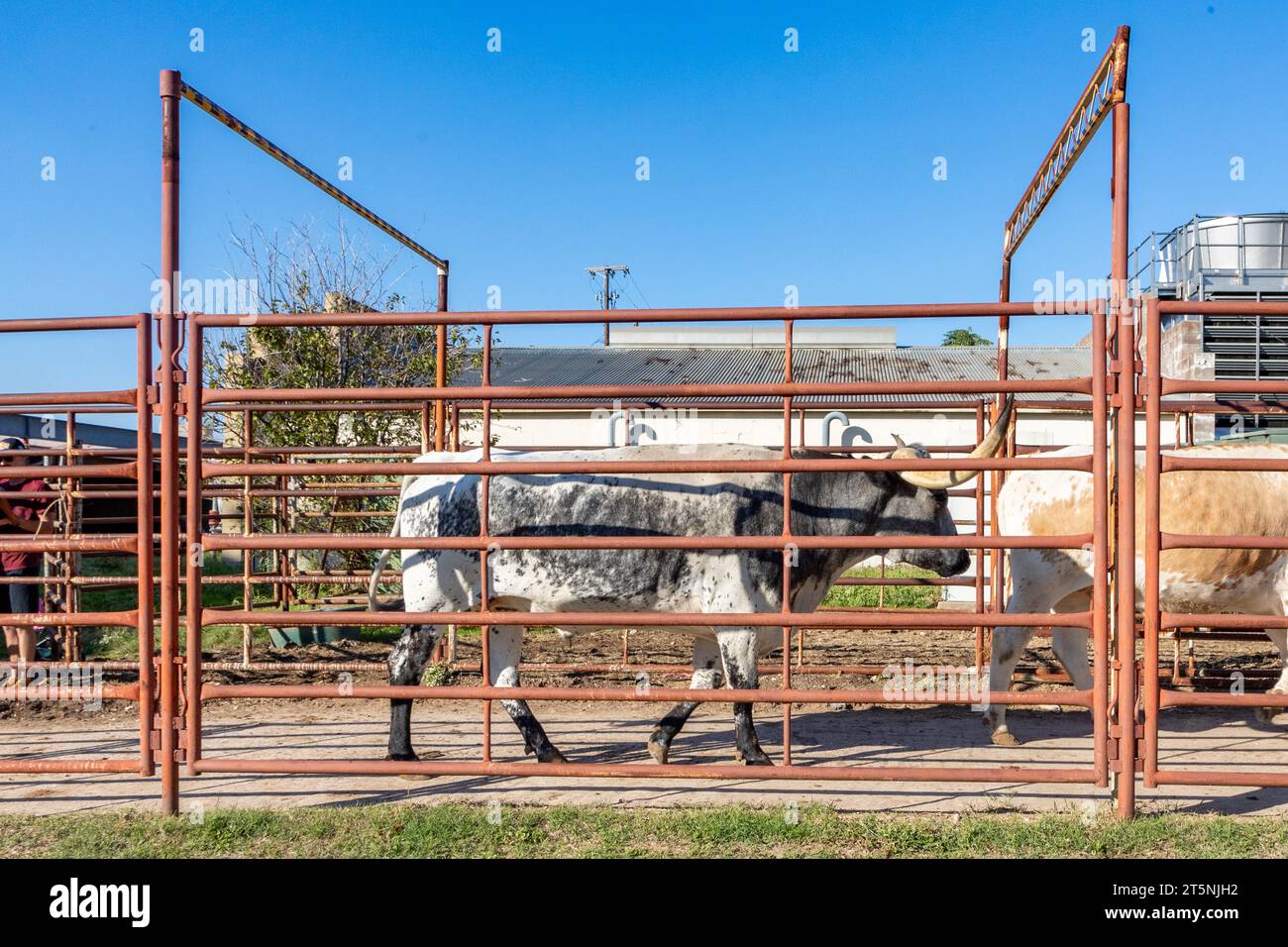 cattle in a metal cage with direction stable in Fort Worth at stock ...