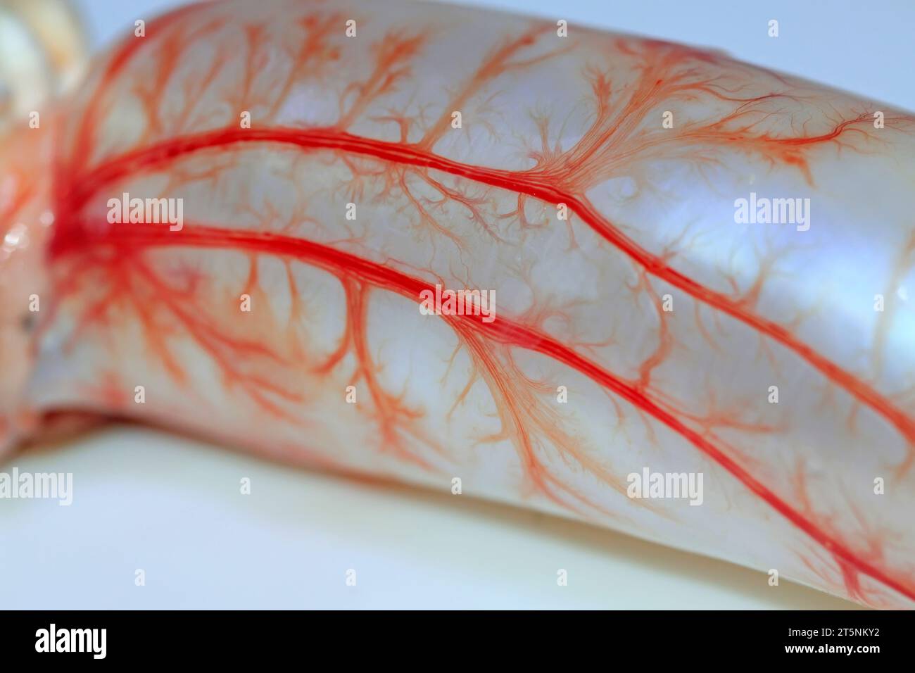 Bladder cells cells hi-res stock photography and images - Alamy