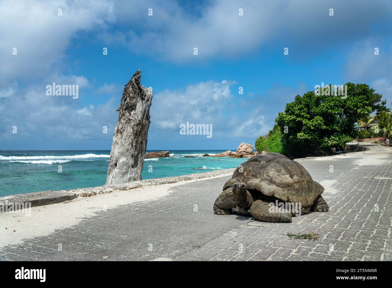 Giant tortoise walking on the road near the beach in LaDigue island ...
