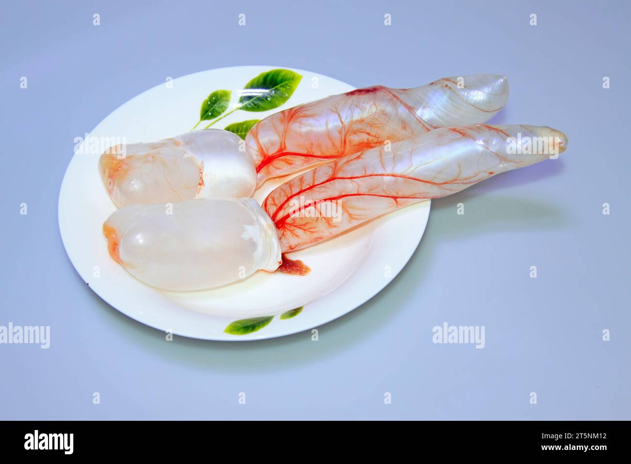 Swim bladder in ceramic plates, closeup of photo Stock Photo - Alamy