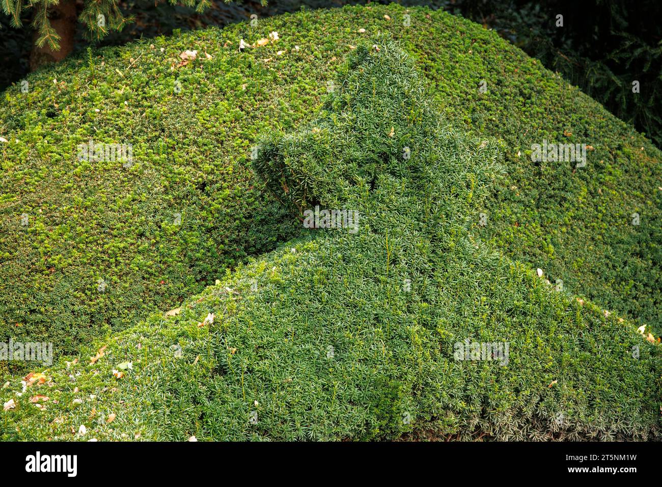 Yew hedge hi-res stock photography and images - Alamy