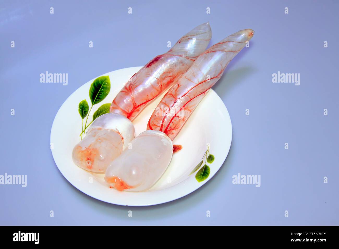 Swim bladder in ceramic plates, closeup of photo Stock Photo - Alamy
