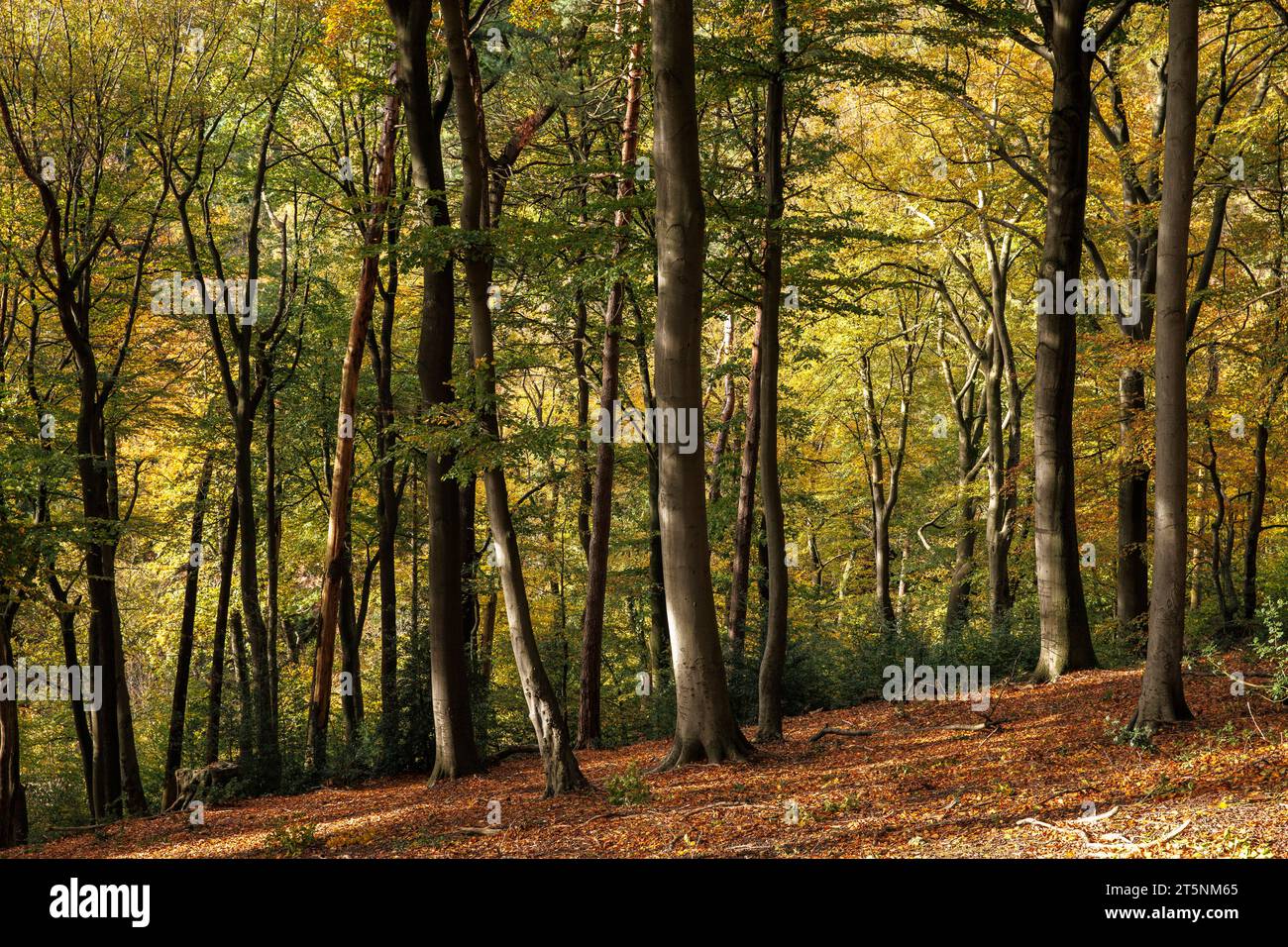 autumn in a forest at the Ruhrhoehenweg track in the Ardey mountains ...