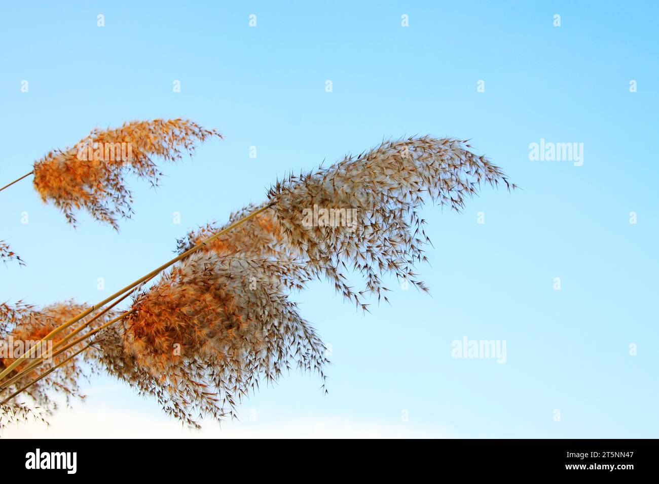Reed flower in the blue sky background, closeup of photo Stock Photo ...